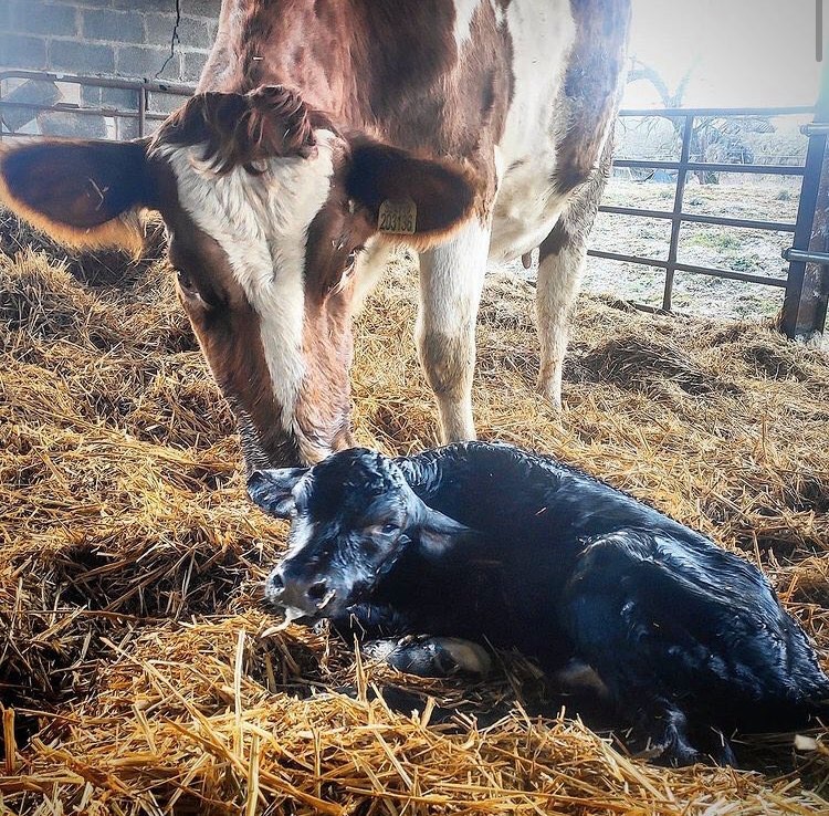 Spring Calving - Helen Browning's Organics Helen Browning's Organics