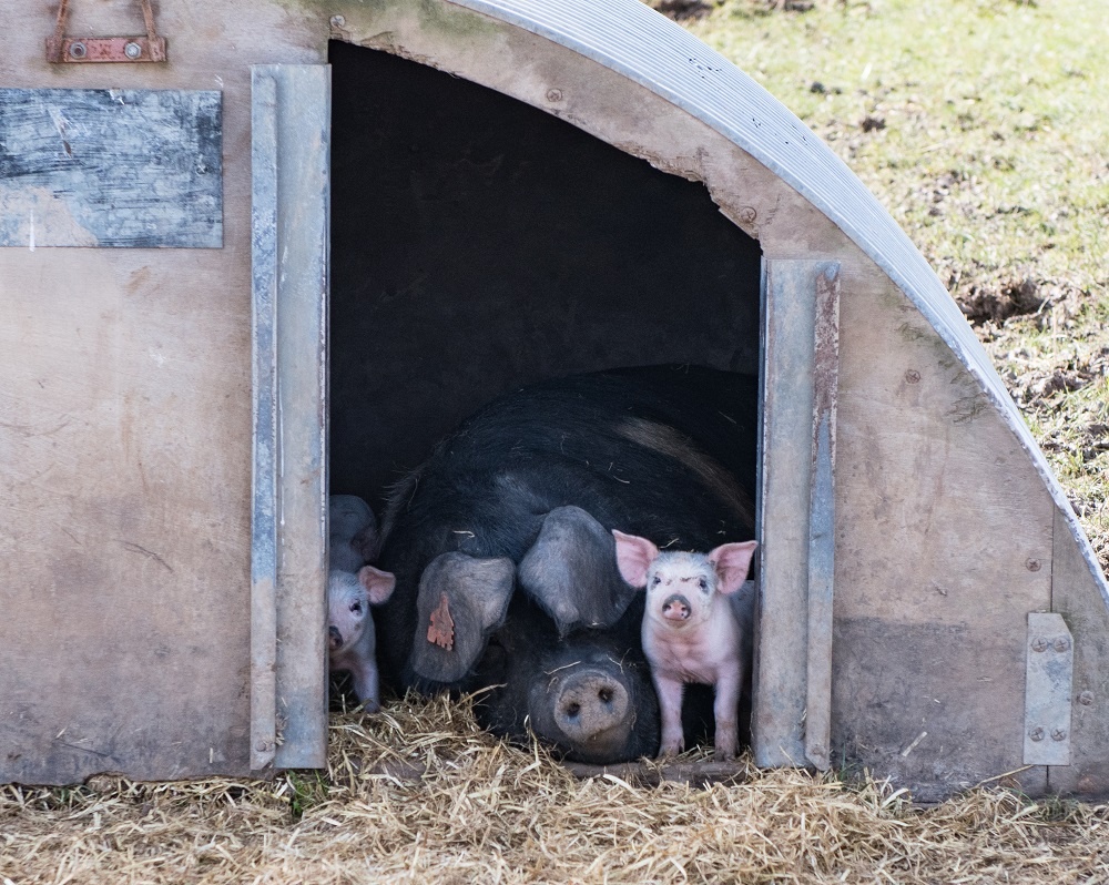 The Happiest Pigs in the World - Helen Browning's Organics